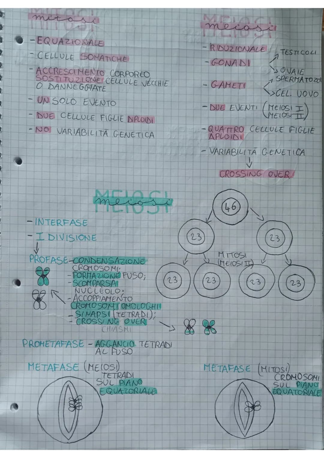 Mitosi e Meiosi: Spiegazione Semplice e Schema per Scuola Media ...
