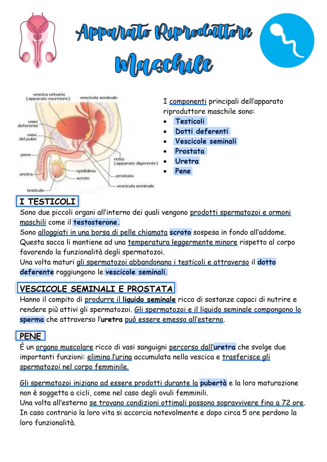 Apparato Riproduttore: Schema e Tipi di Riproduzione Sessuale e ...
