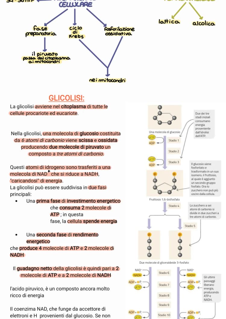 Diagramma Semplice Della Glicolisi Ossidazione Del Glucosio Immagini E