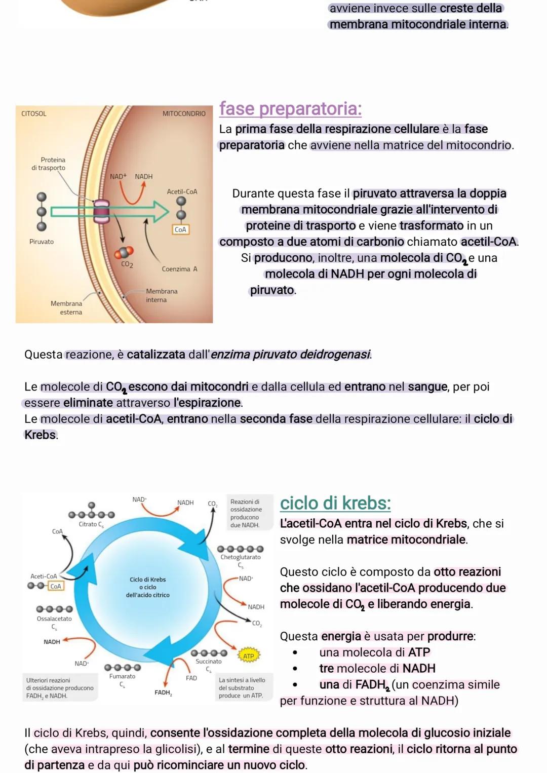 Metabolismo del glucosio: spiegazione semplice di Glicolisi, Ciclo di ...