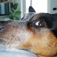 Spiegato semplicemente: Tabella dei Complementi per l'Analisi Logica ...