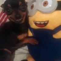 Problemi con i Segmenti: Esercizi Facili per la Scuola Media con ...